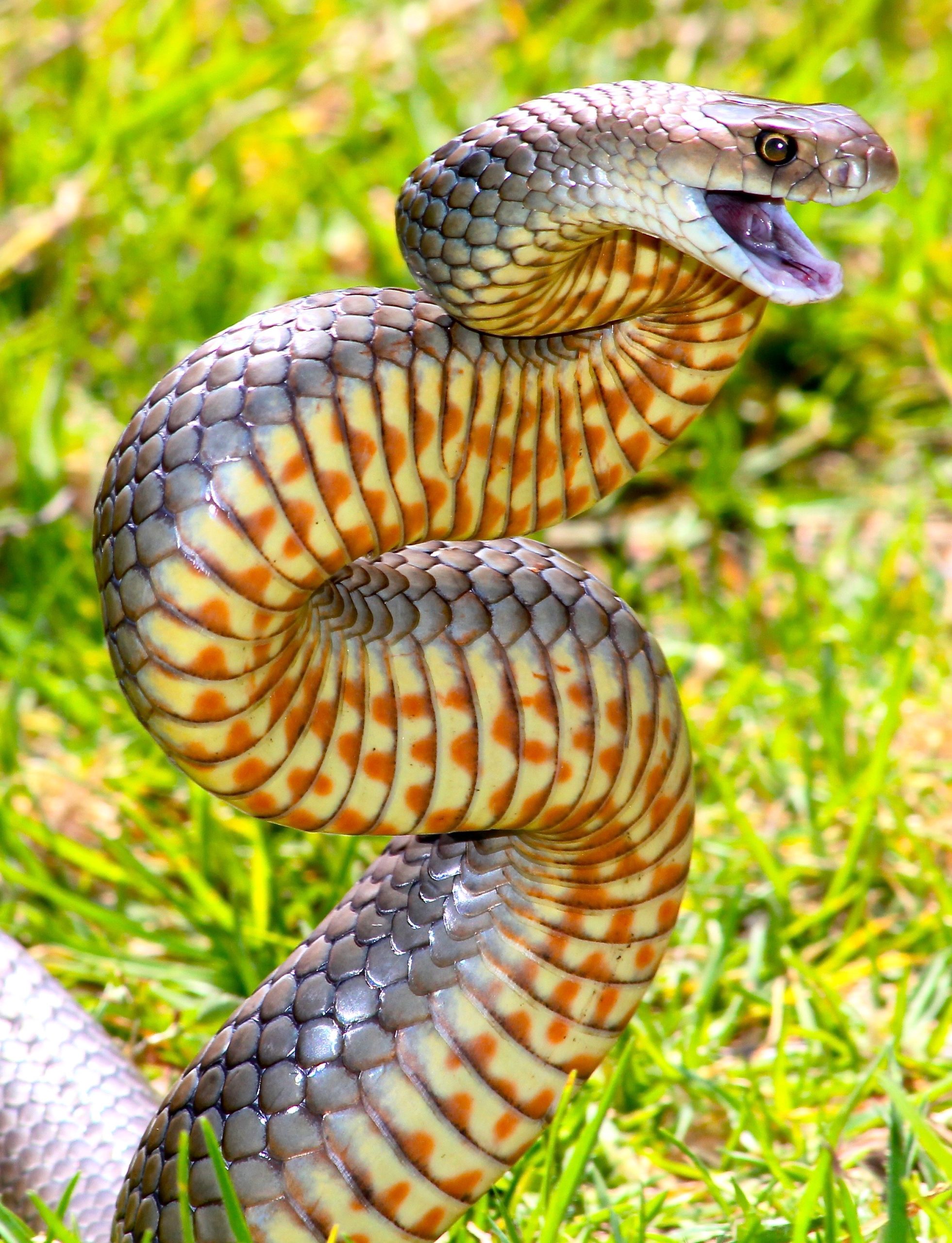Snake Safety | Snake and Reptile Removal | Black Snake Productions Snake Safety | Snake and Reptile Removal | Black Snake Productions
